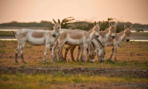 20 Wildlife Sanctuaries in Gujarat & National Parks